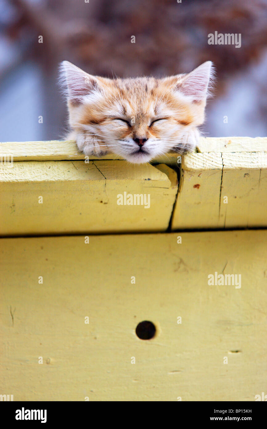 Sand cat sleeping Stock Photo - Alamy