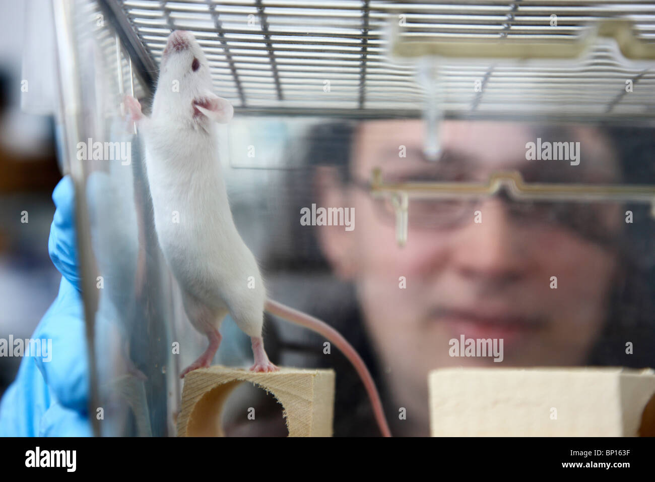 Biotechnology Laboratory. Mouse for animal experiment. DNA, cancer ...