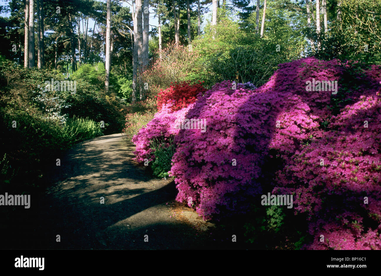 France, Paris, Bois de Vincennes, parc floral Stock Photo - Alamy