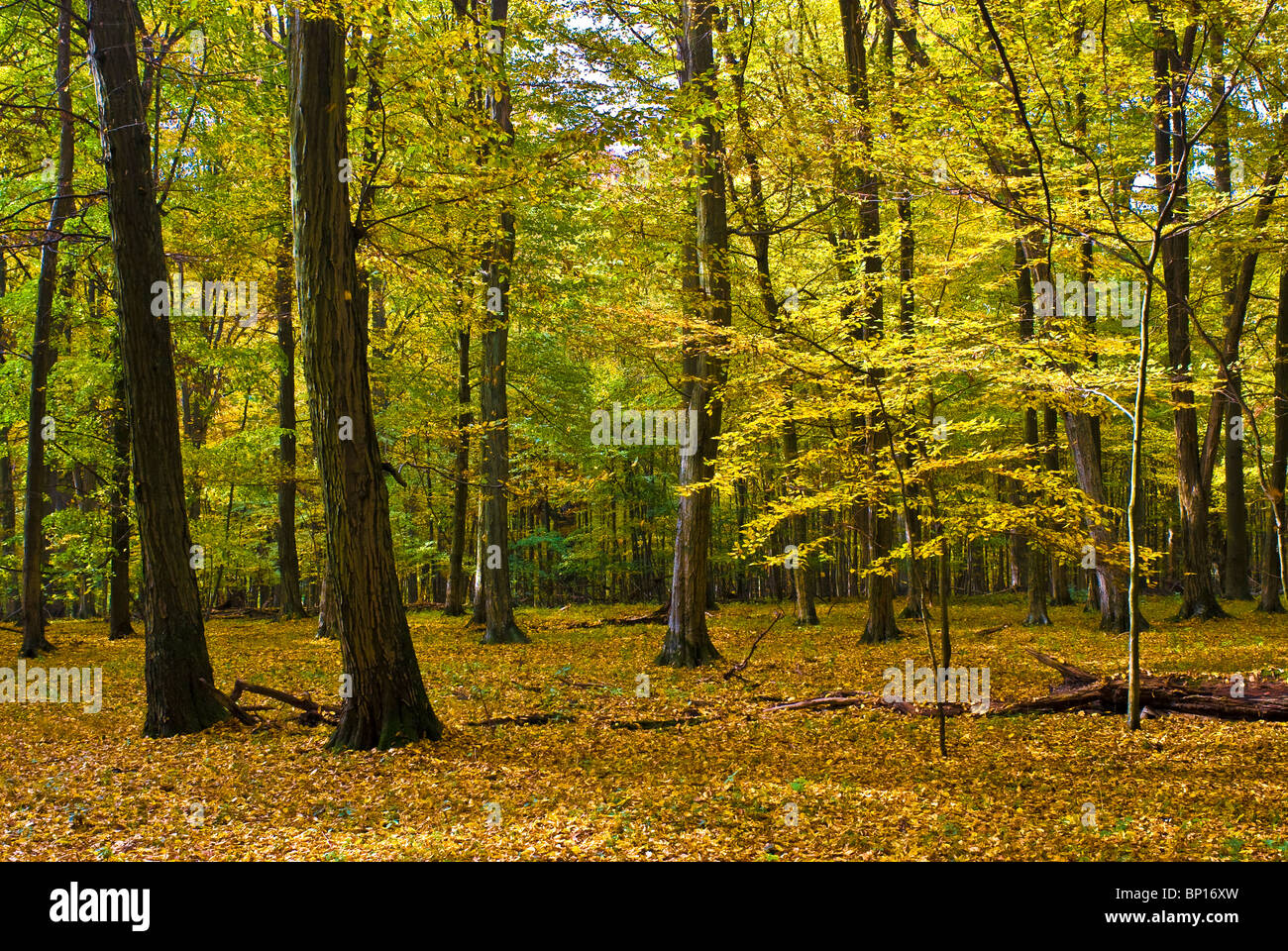 Fall colors in morning light hi-res stock photography and images - Alamy