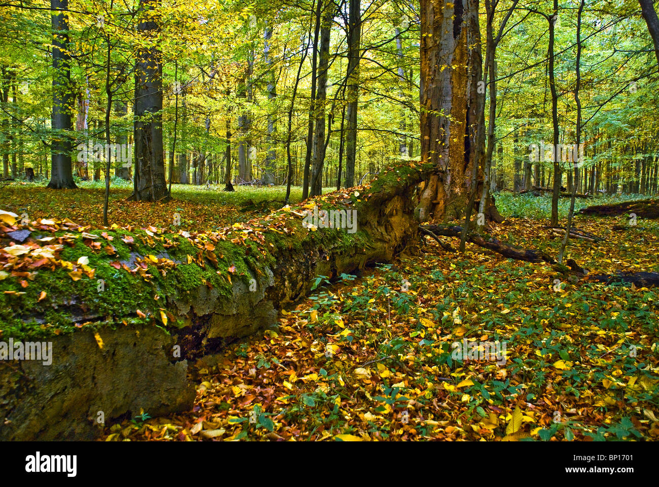 Lying tree in a hornbeam forest in fall morning Stock Photo - Alamy