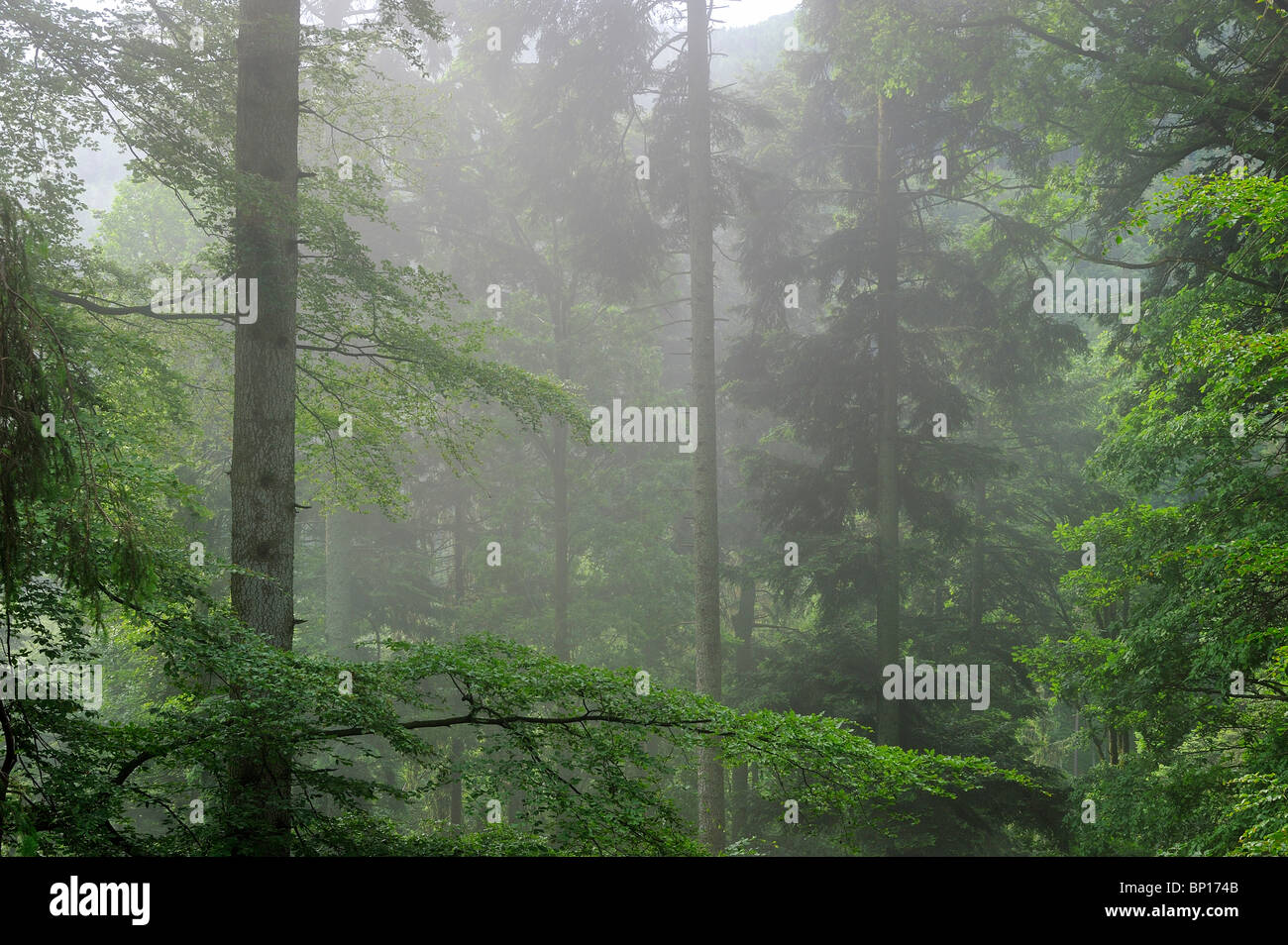 France alsace forest hi-res stock photography and images - Alamy