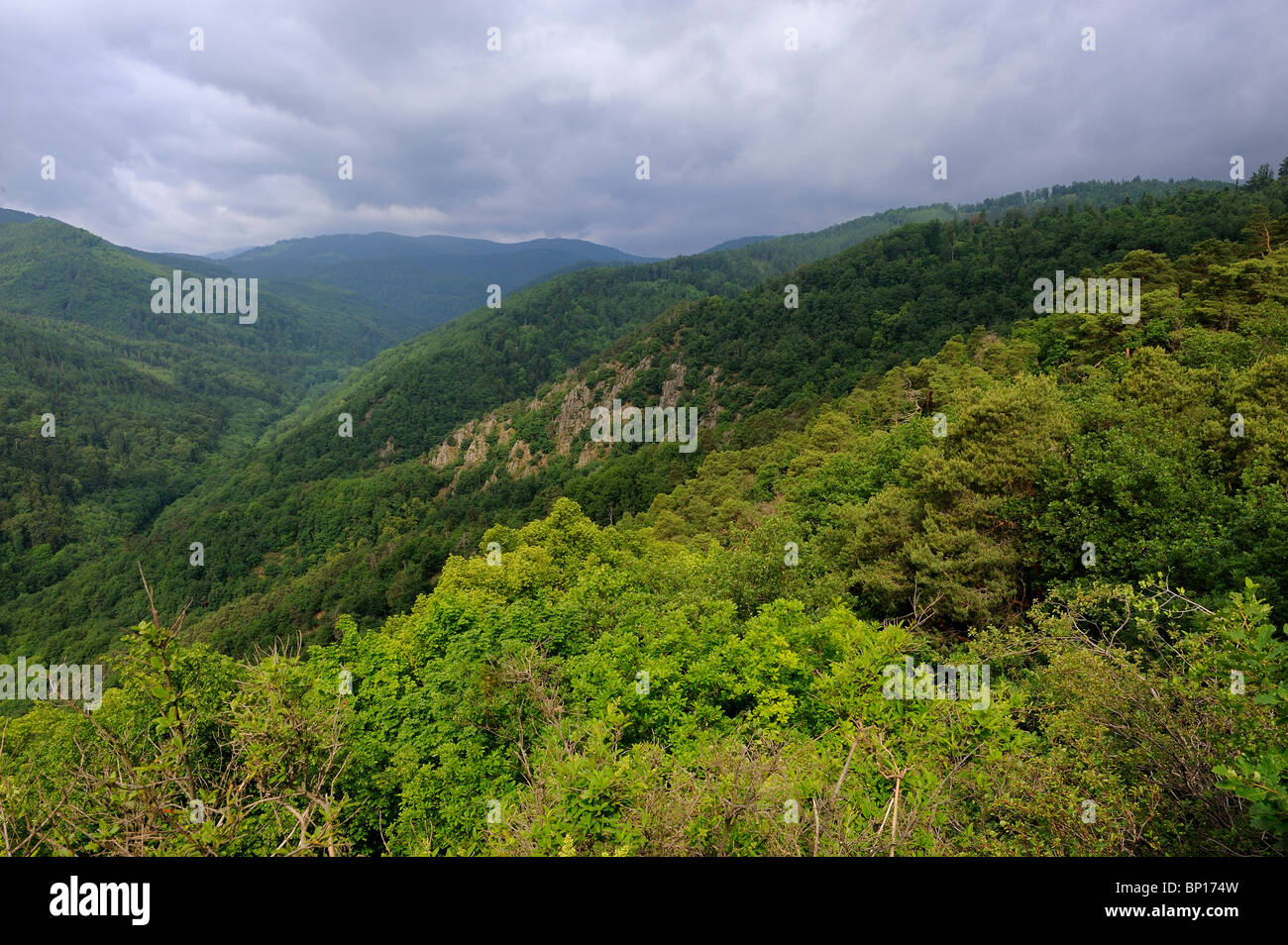 France alsace forest hi-res stock photography and images - Alamy