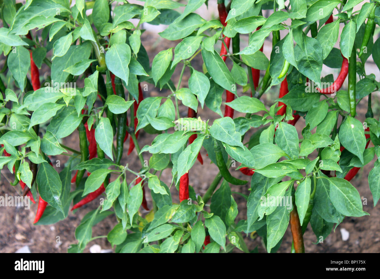 chili pepper bush Stock Photo - Alamy