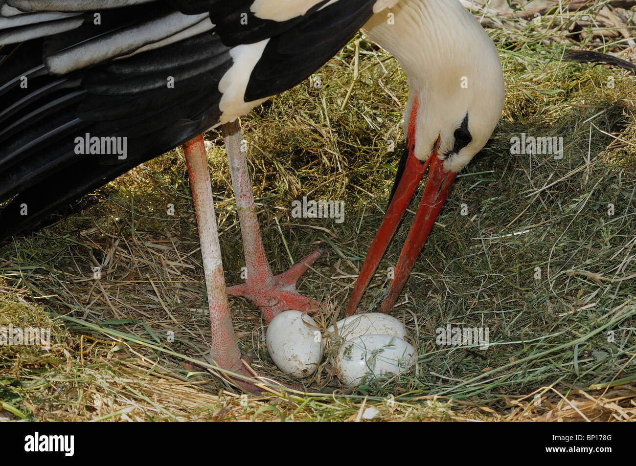 Stork nest alsace france hi-res stock photography and images - Alamy