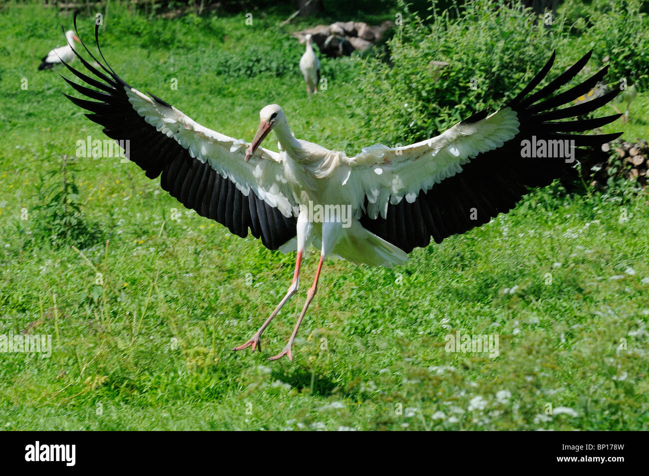 WHITE STORK (CICONIA CICONIA) LANDING, ALSACE, HAUT RHIN, FRANCE Stock ...