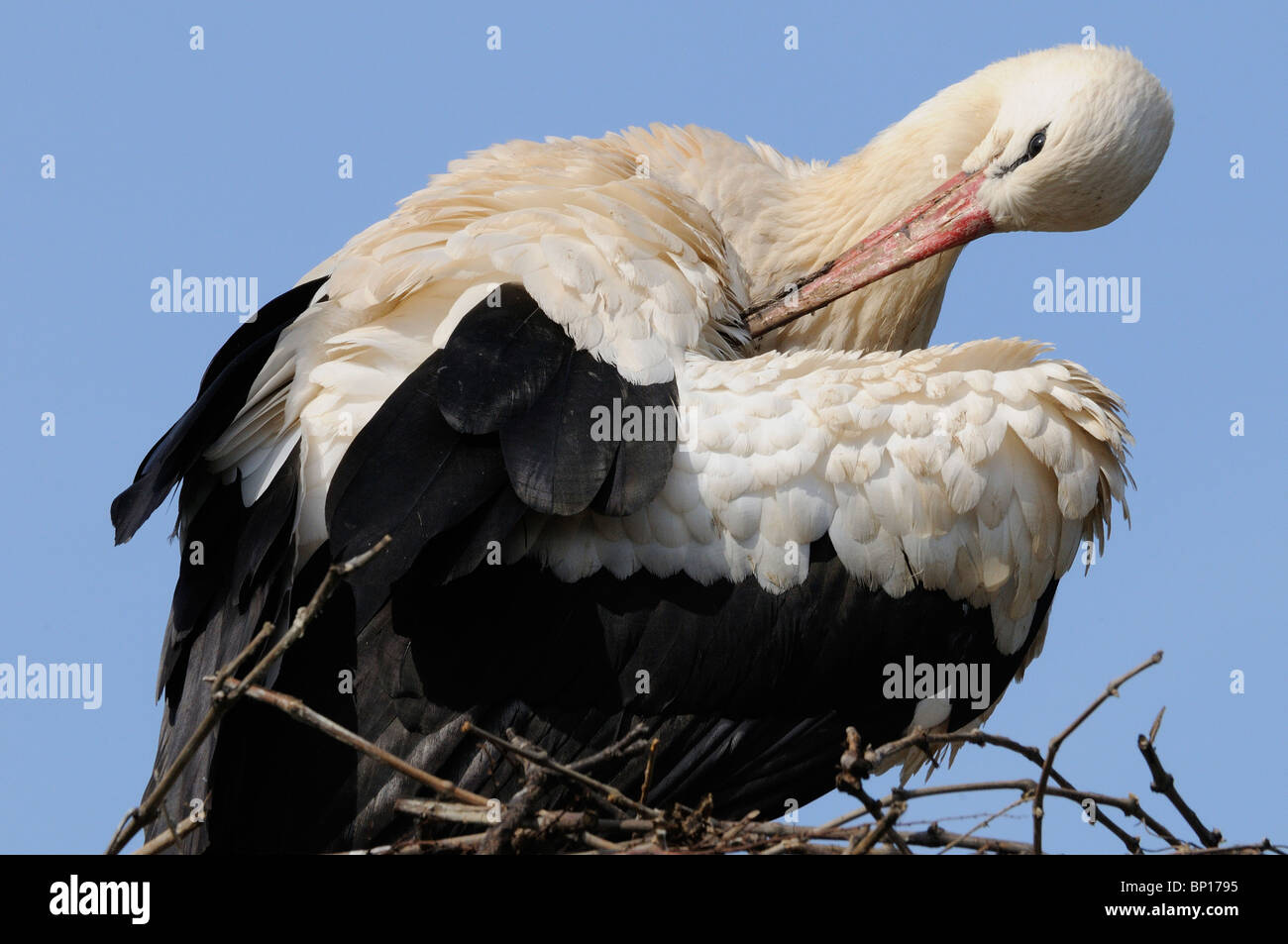 WHITE STORK (CICONIA CICONIA) PREENING AT NEST, ALSACE, HAUT RHIN ...