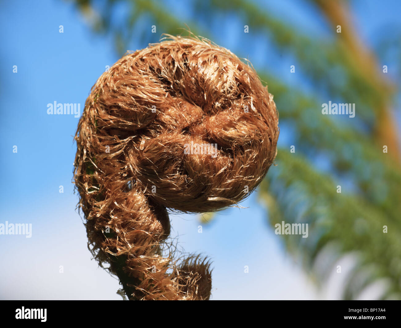 Unravelling frond of fern closeup. Java. Indonesia Stock Photo - Alamy