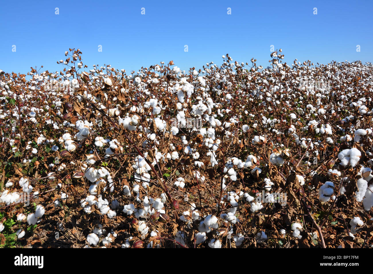 Bp17fm hi-res stock photography and images - Alamy