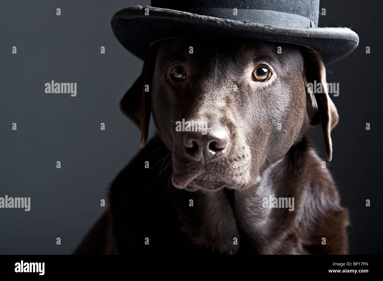Shot of a Handsome Chocolate Labrador in Bowler Hat Stock Photo - Alamy
