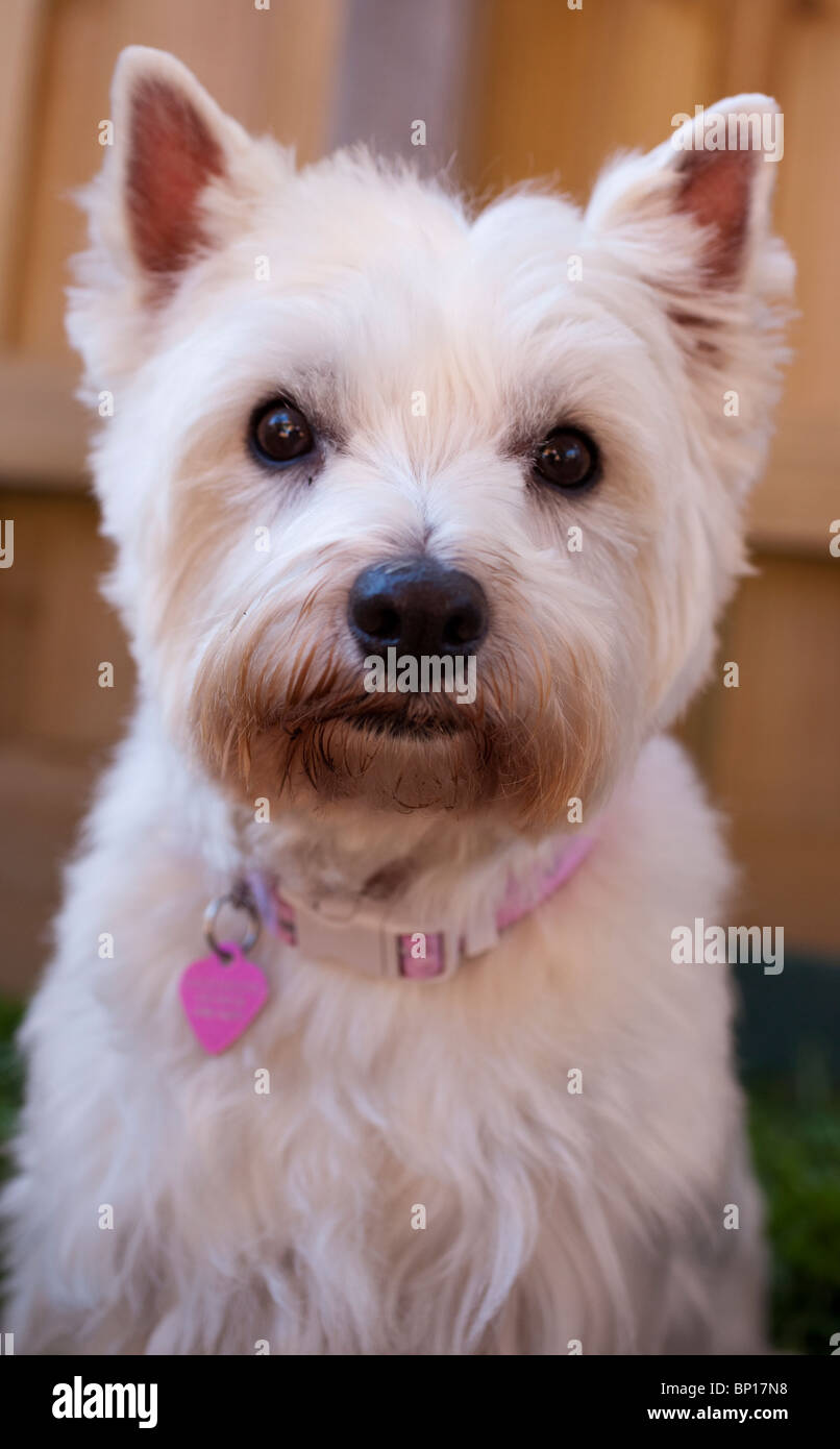 Westie hi-res stock photography and images - Alamy