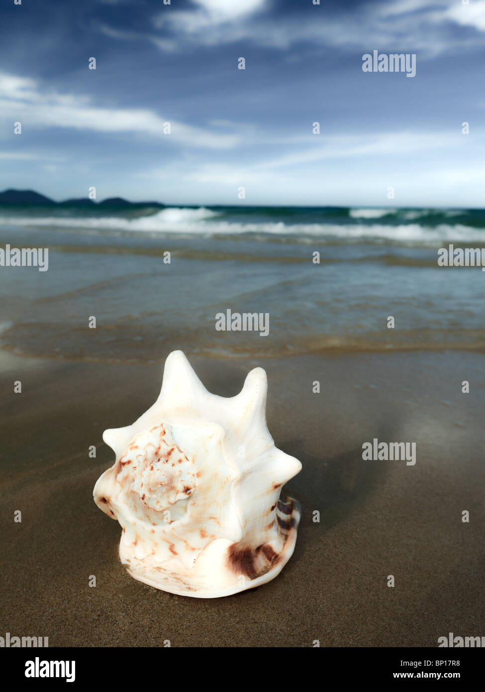 Seashell on the tropical beach close to water Stock Photo - Alamy