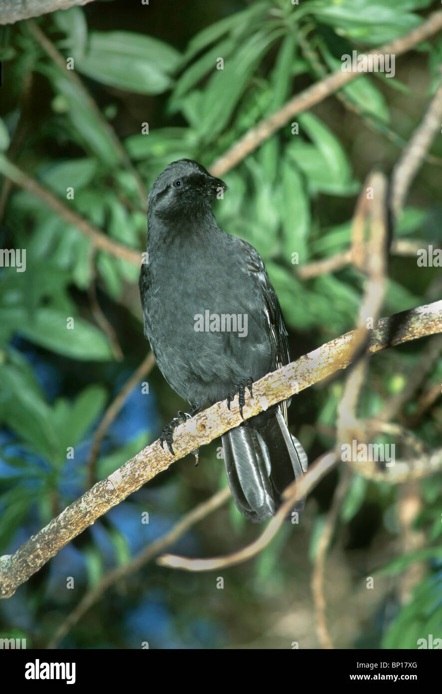 Hawaiian Crow or 'Alalā Adult One of the last wild crows. Now extinct ...