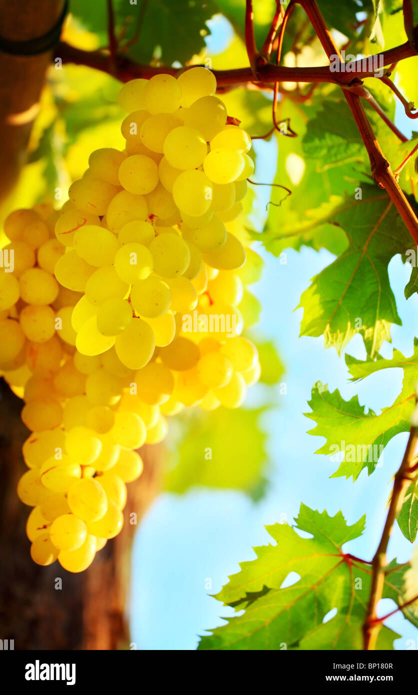 Closeup on grape bunch growing in a sunny garden with selective focus ...
