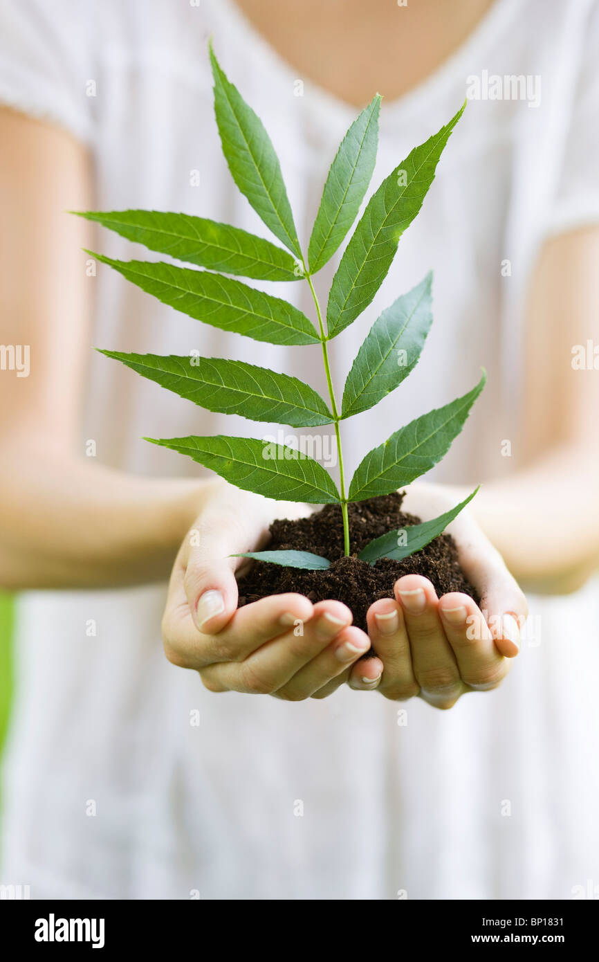 Hands holding a plant hi-res stock photography and images - Alamy