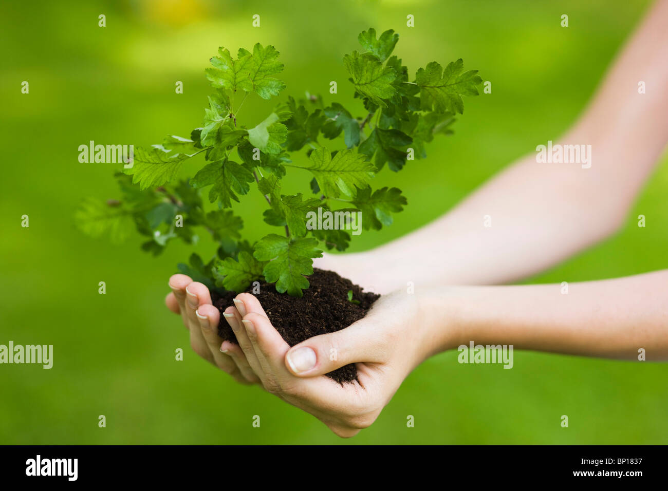Hands holding a plant hi-res stock photography and images - Alamy