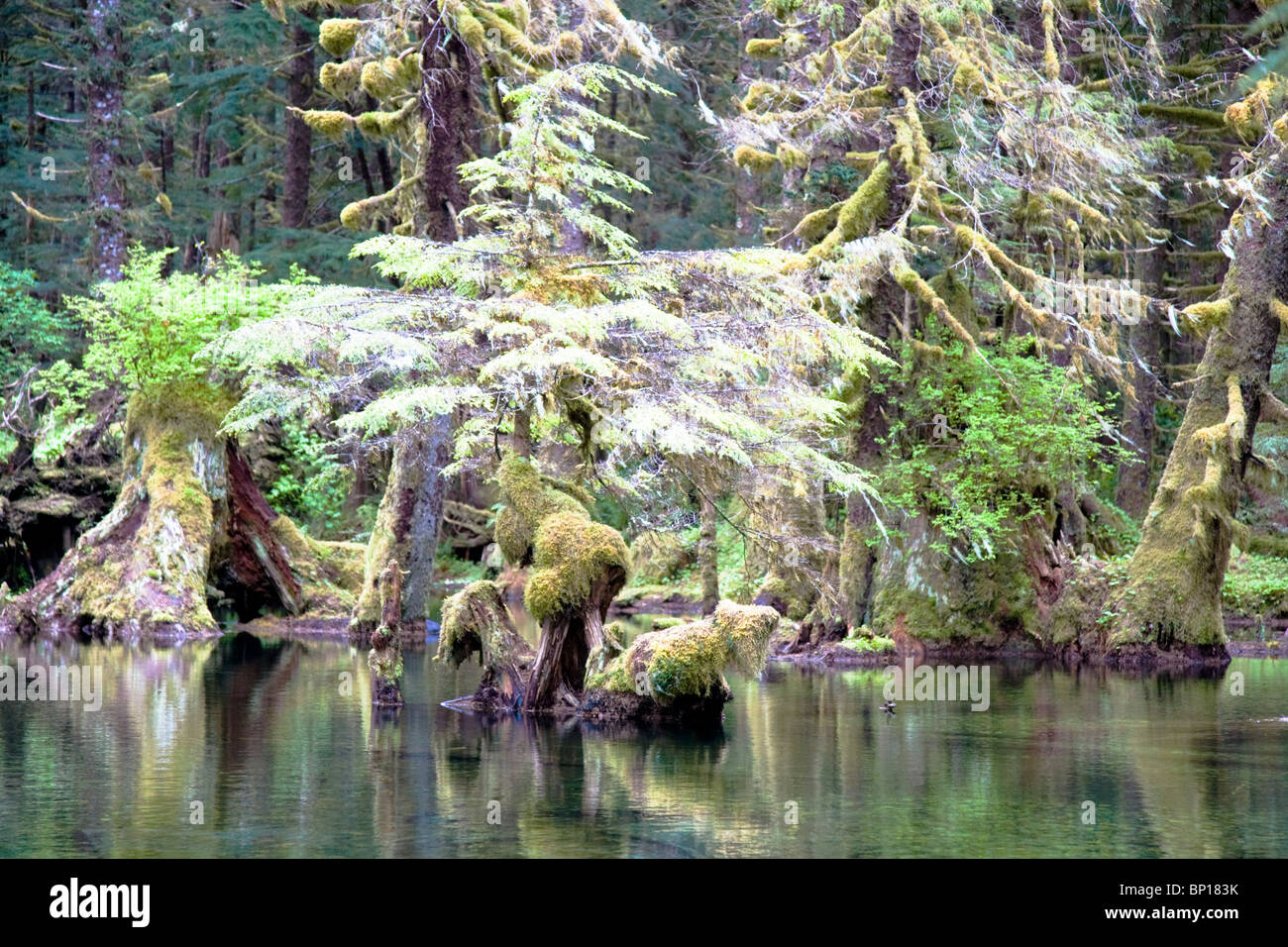 Swamp forest, Kuiu Island, Tongass National Forest, southeast Alaska ...