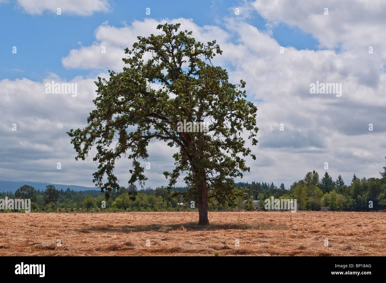 Very large lone elm tree in a field of fresh cut hay farmland against a ...