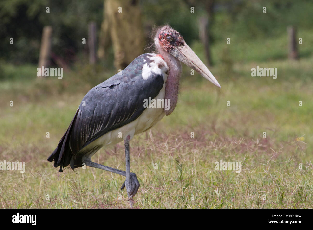 Sleep sleeping wildlife hi-res stock photography and images - Alamy