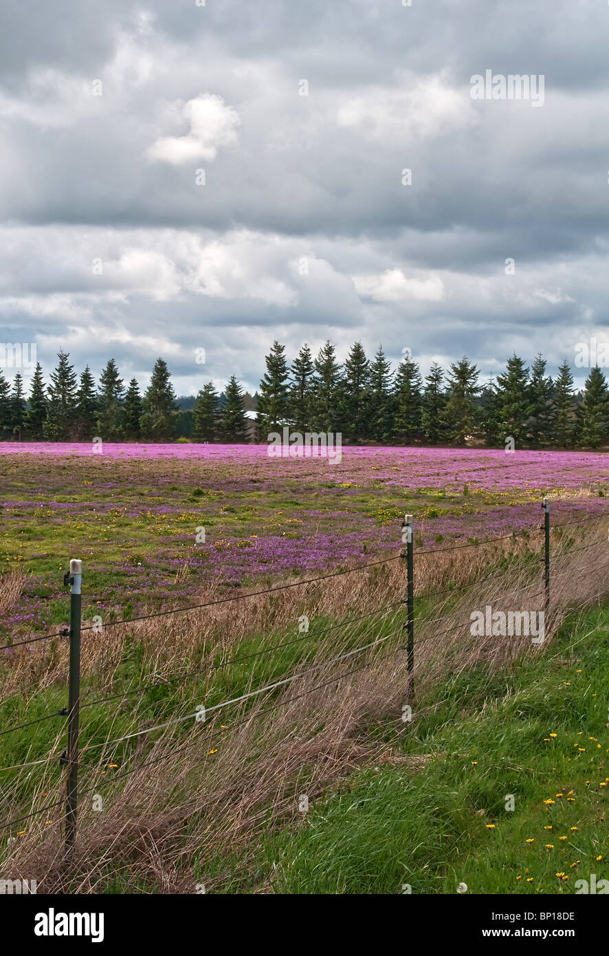 Purple pasture hi-res stock photography and images - Alamy