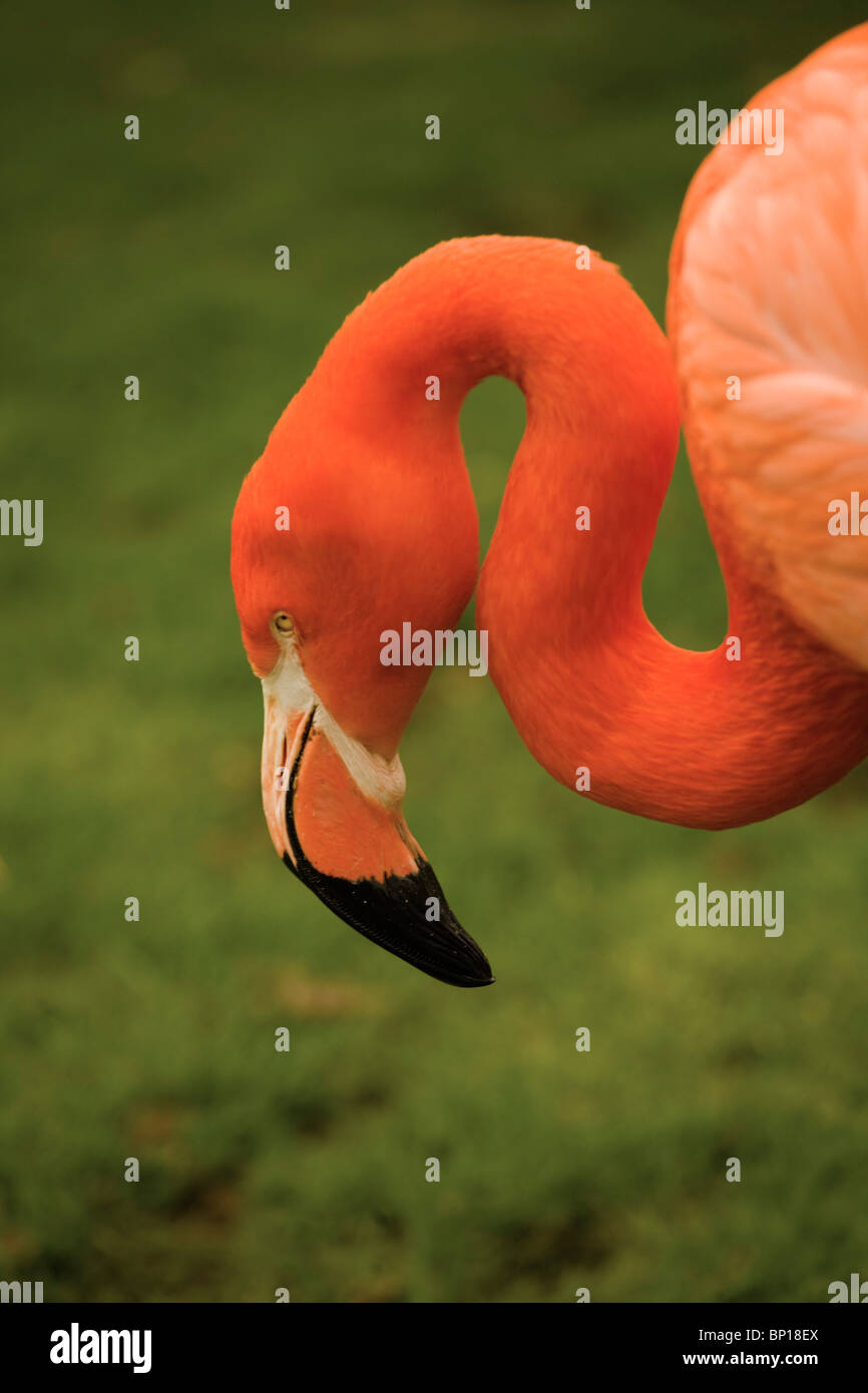Flamingo field hi-res stock photography and images - Alamy