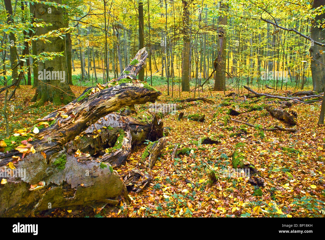 Lying tree in a hornbeam forest in fall Stock Photo - Alamy