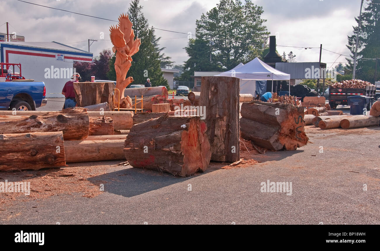 Many very large cut timber logs, mostly cedar that have been logged and ...