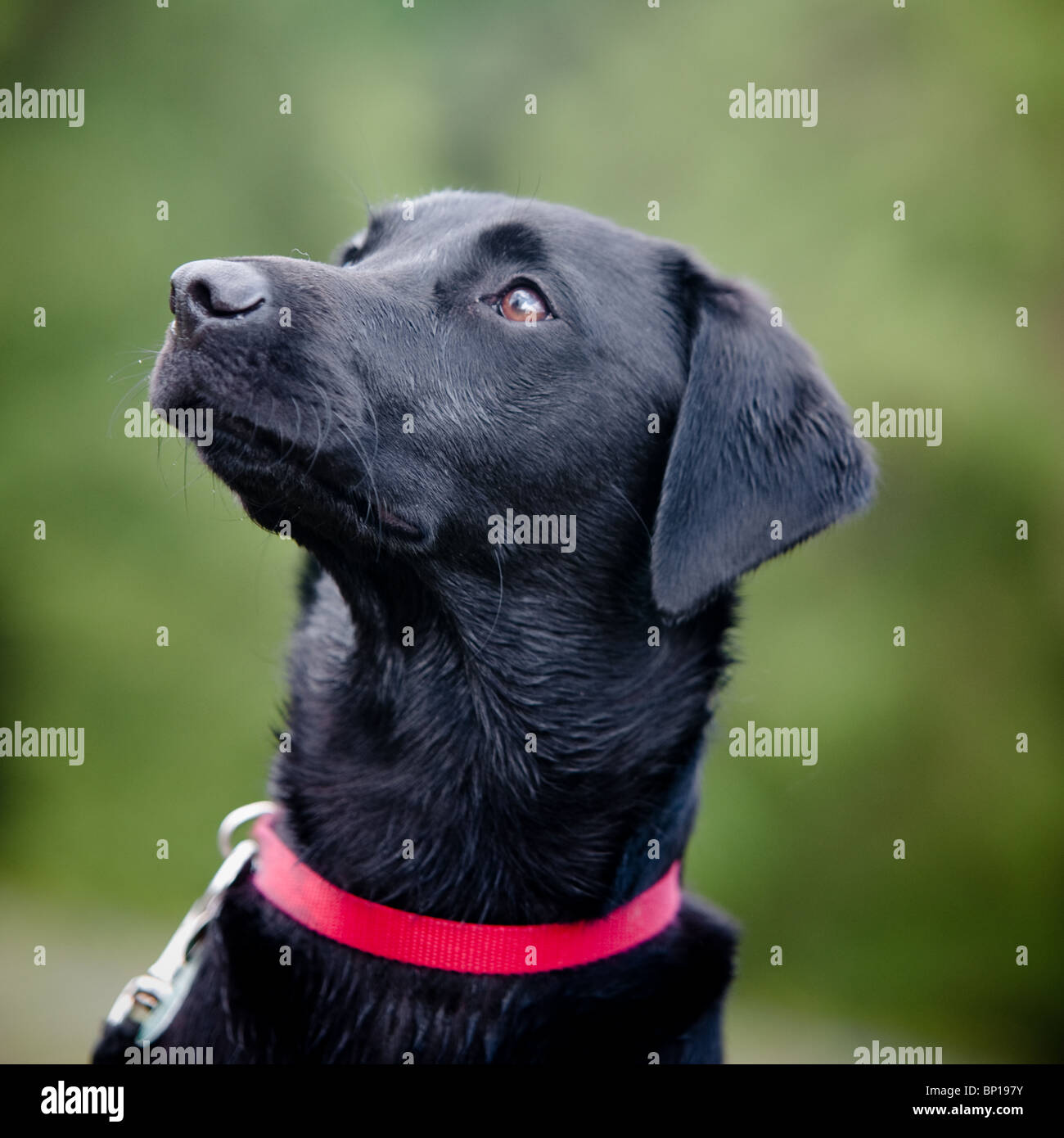 An alert black Labrador Stock Photo - Alamy