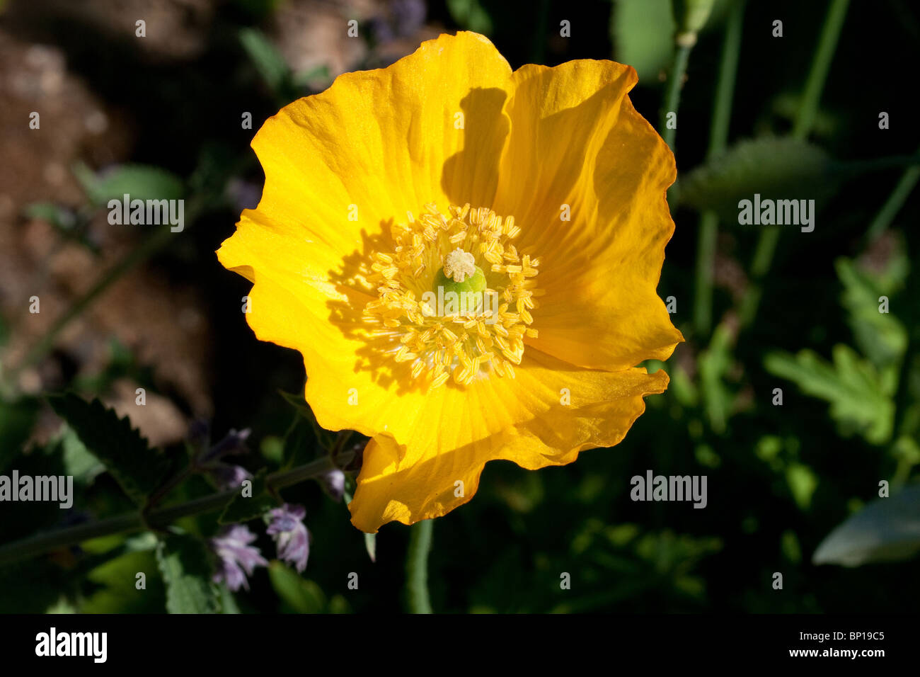 Welsh poppy hi-res stock photography and images - Alamy