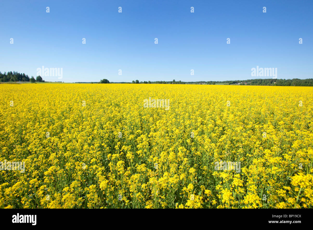 Field mustard hi-res stock photography and images - Alamy