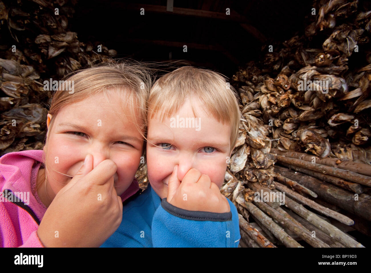 Drying cod fish lofoten islands hi-res stock photography and images - Alamy
