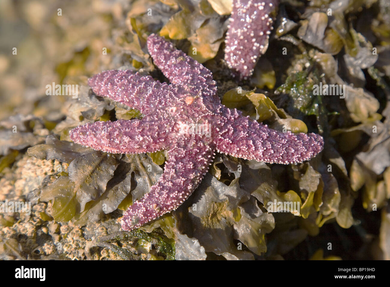 Starfish bed hi-res stock photography and images - Alamy