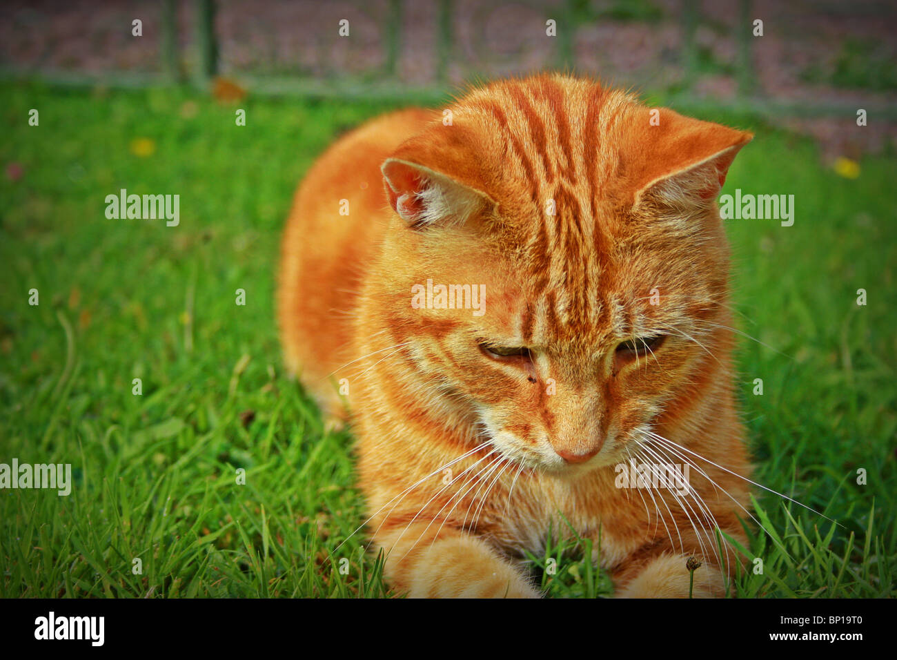Ginger cat looking sad Stock Photo - Alamy