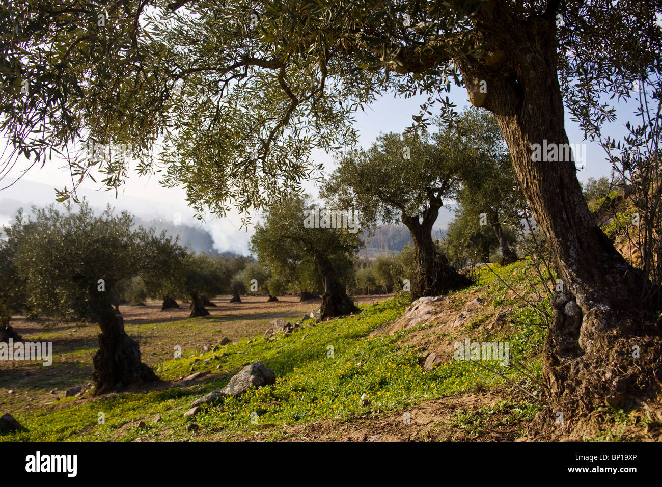 Olive trees around the castle of Medellin, Badajoz, Extremadura, Spain ...
