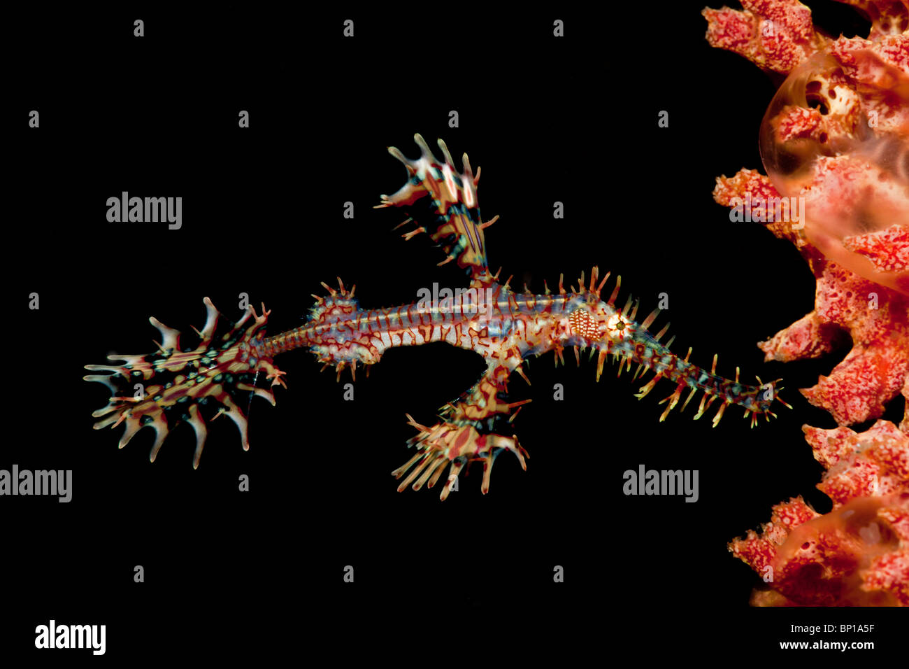 Harlequin Ghost Pipefish, Solenostomus paradoxus, Lembeh Strait ...