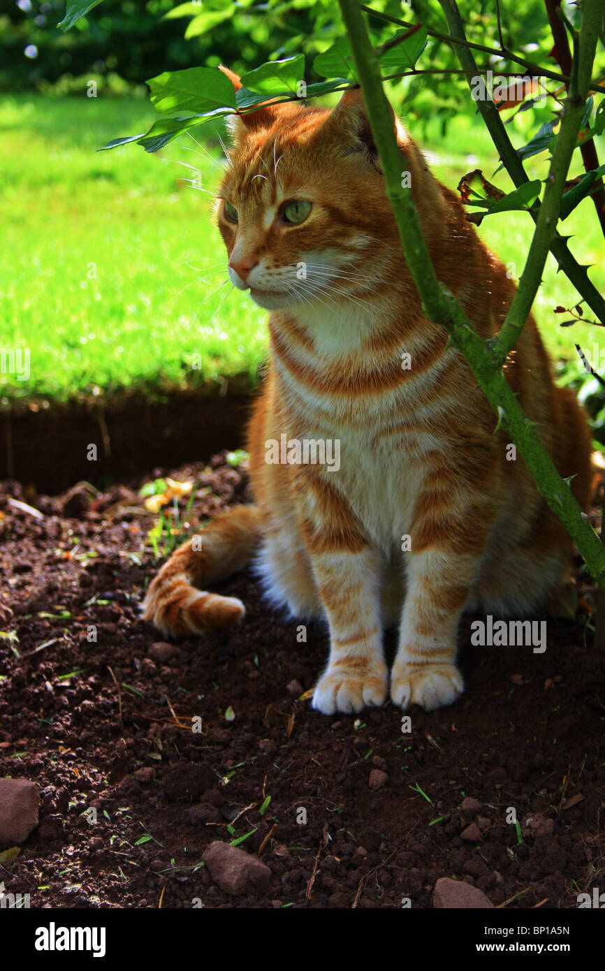 Ginger cat sitting under the shade Stock Photo - Alamy