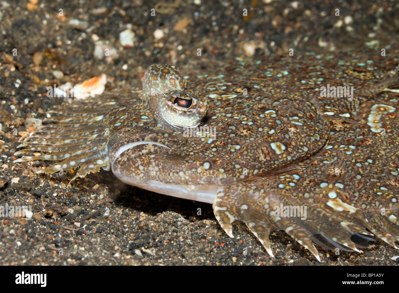 Peacock Flounder, Bothus mancus, Lembeh Strait, Sulawesi, Indonesia ...