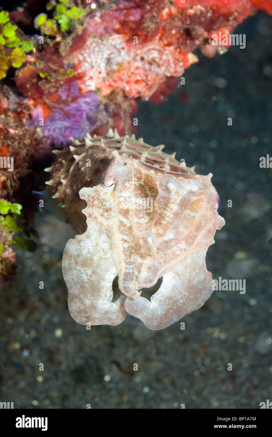 Sepia sp hi-res stock photography and images - Alamy