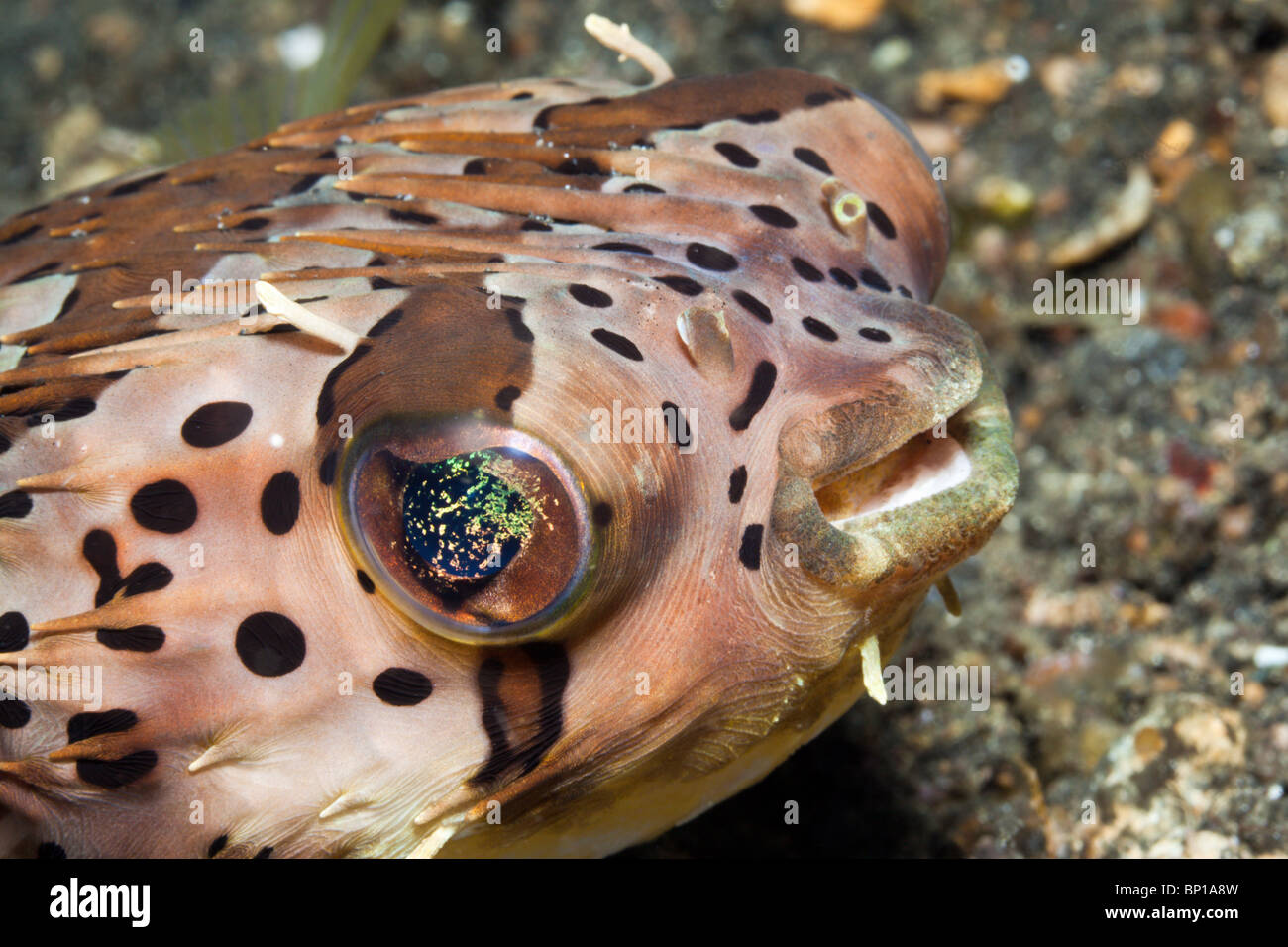 Balloon Porcupinefish, Diodon holocanthus, Lembeh Strait, Sulawesi ...