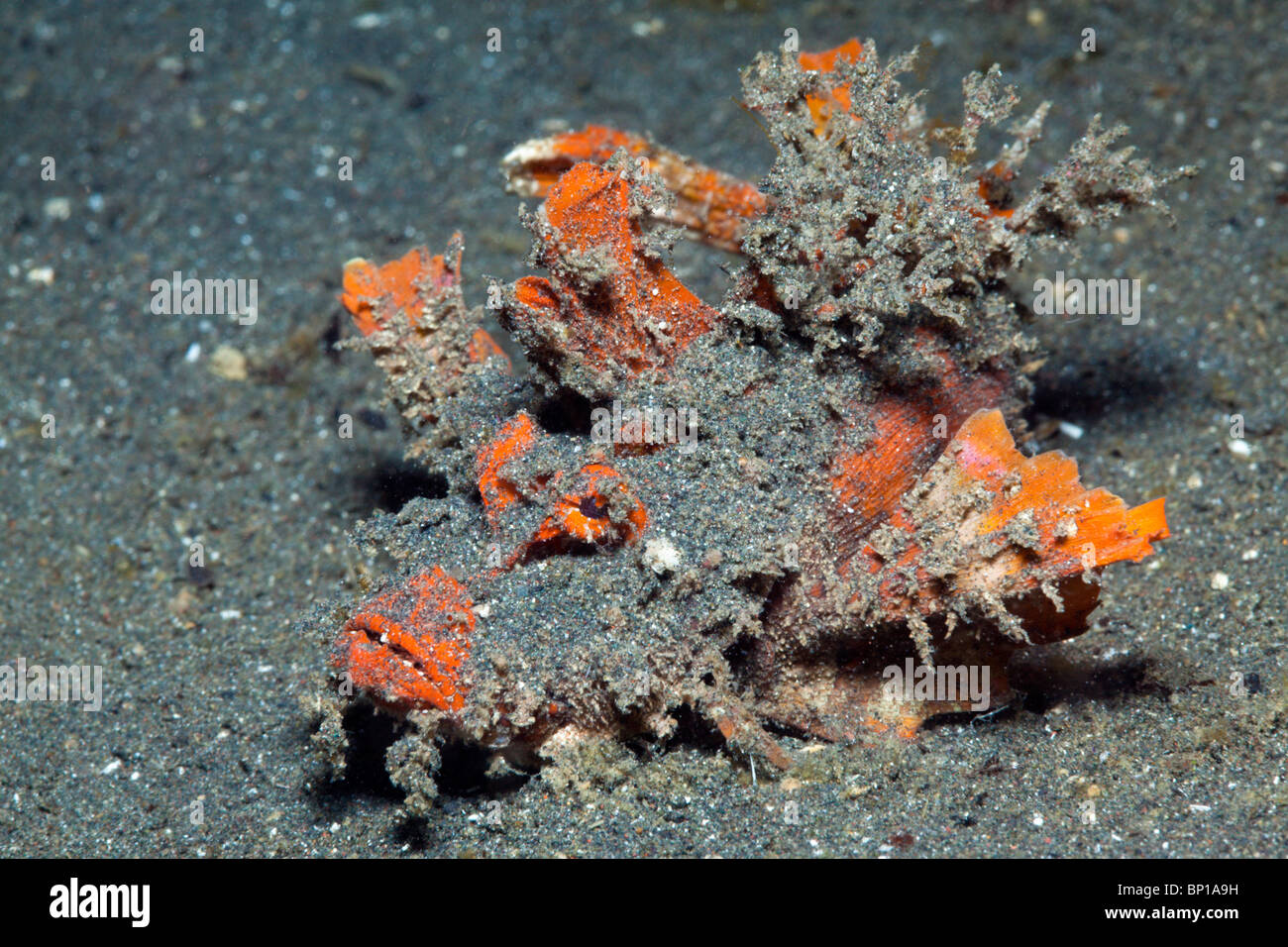 Spiny Devilfish, Inimicus didactylus, Lembeh Strait, Sulawesi ...