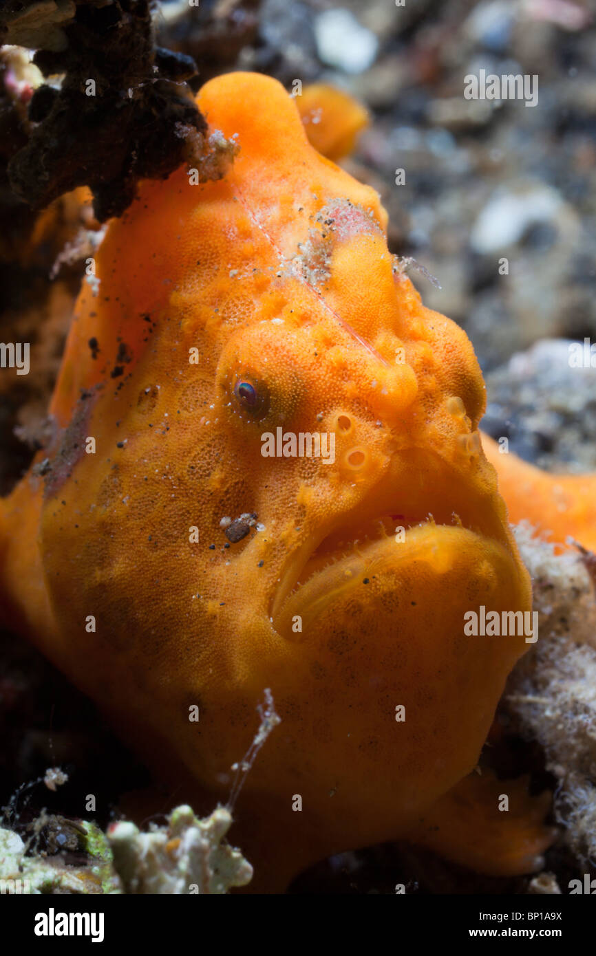 Spotted Frogfish, Antennarius pictus, Lembeh Strait, Sulawesi ...