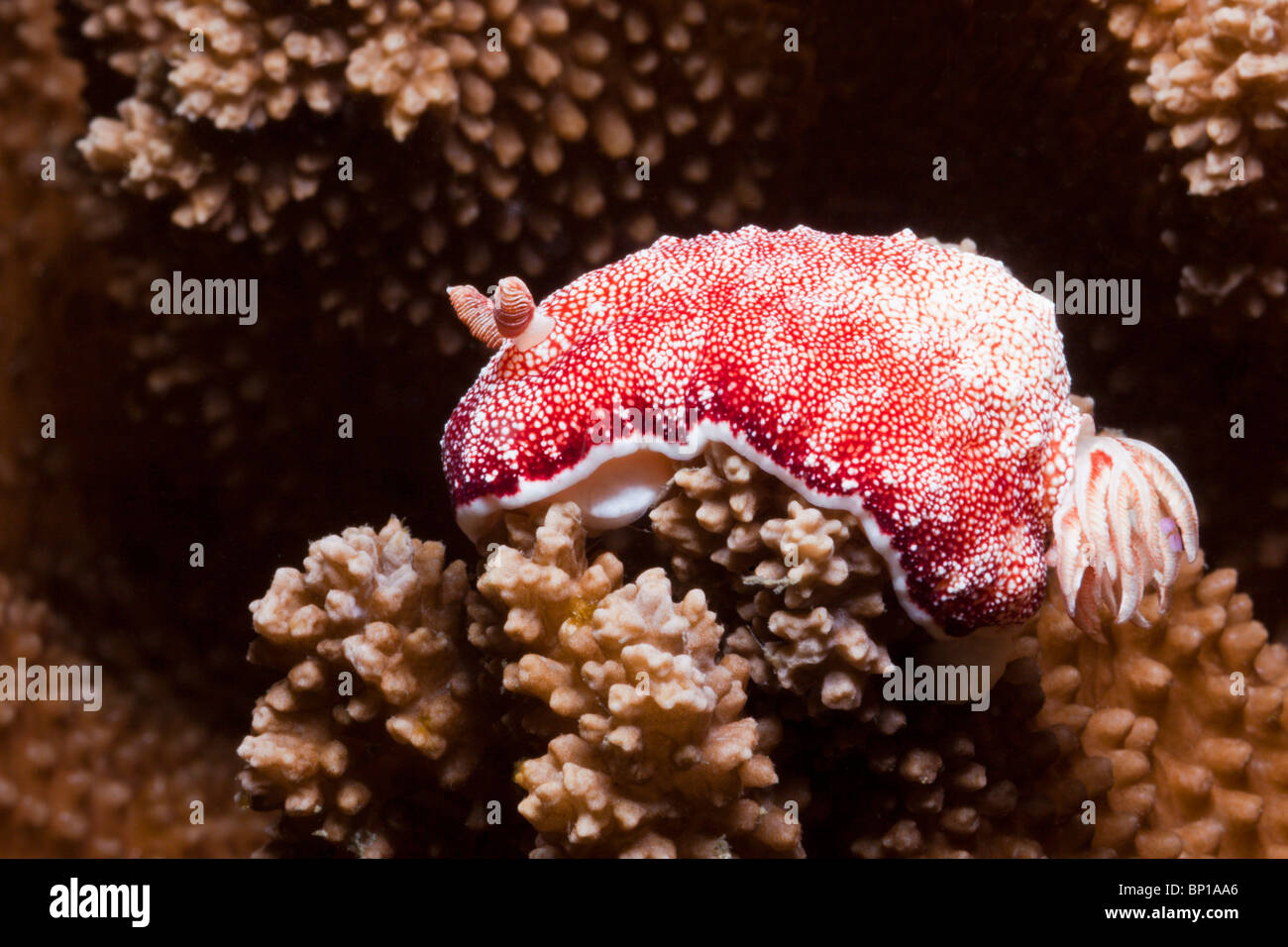 Red Nudibranch, Chromodoris reticulata, Lembeh Strait, Sulawesi ...