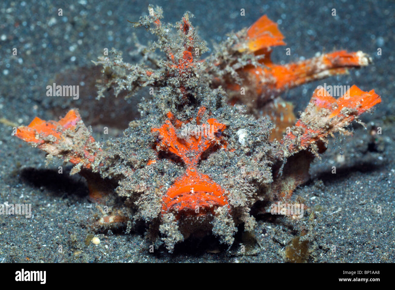 Spiny Devilfish, Inimicus didactylus, Lembeh Strait, Sulawesi ...
