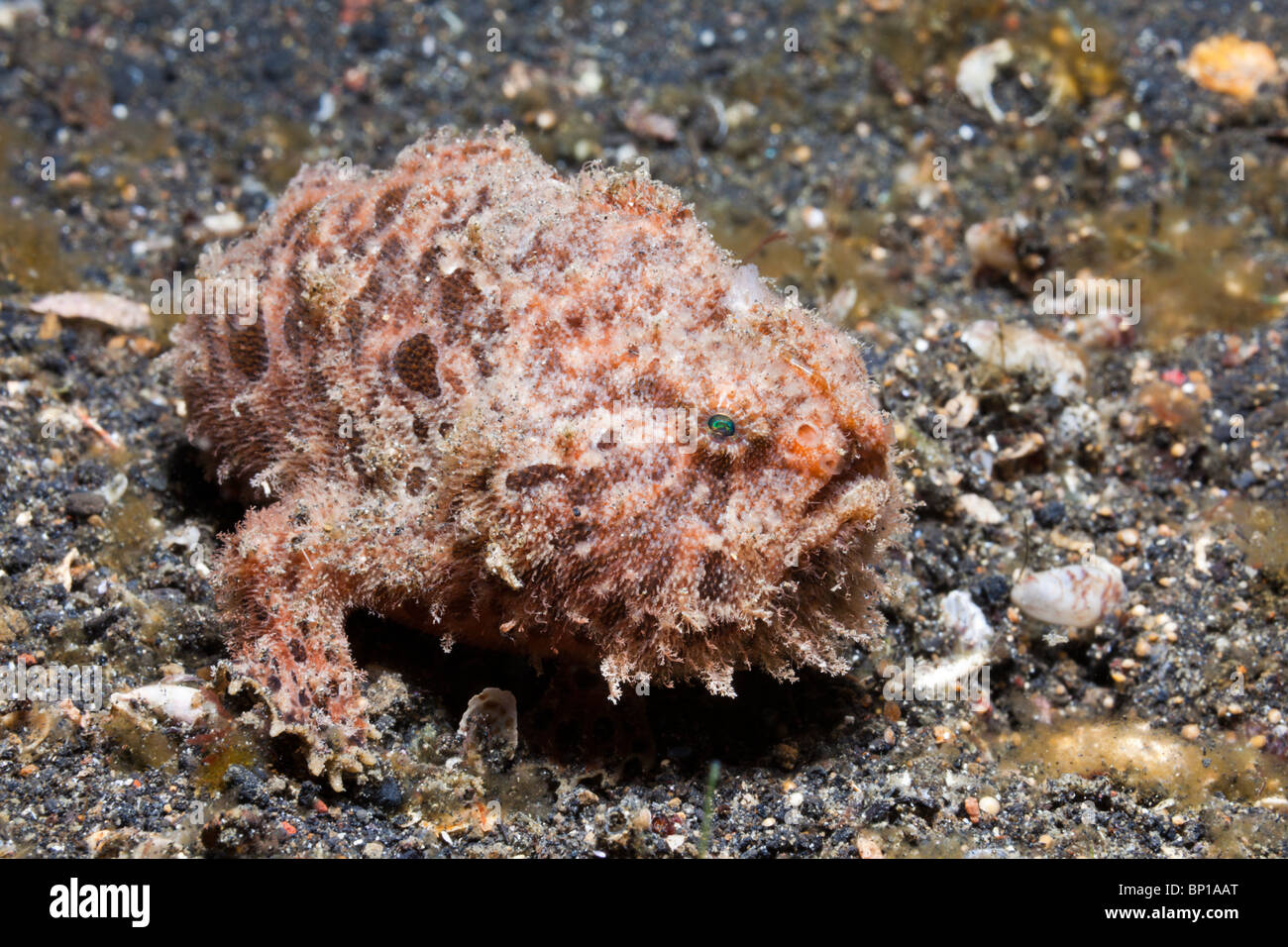 Hispid Frogfish, Antennarius hispidus, Lembeh Strait, Sulawesi ...