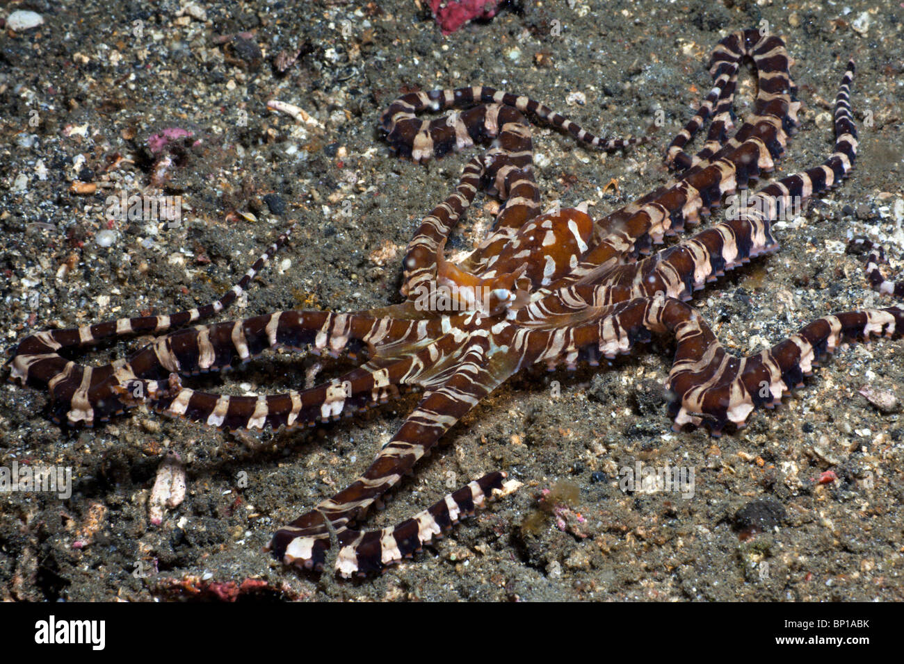 Wonderpus Octopus, Wunderpus photogenicus, Lembeh Strait, Sulawesi ...