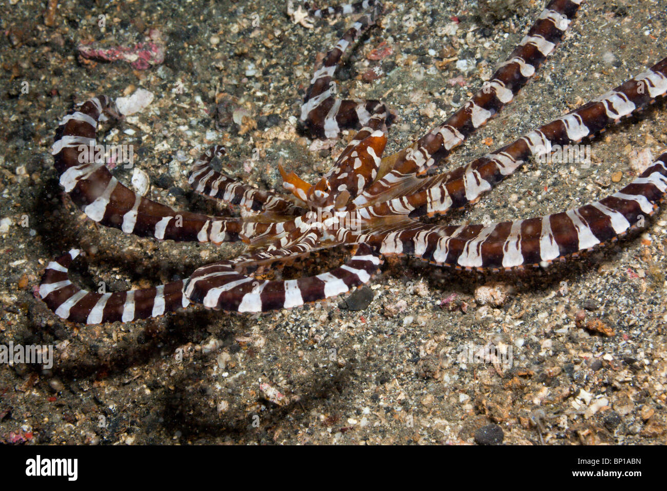 Wonderpus Octopus, Wunderpus photogenicus, Lembeh Strait, Sulawesi ...