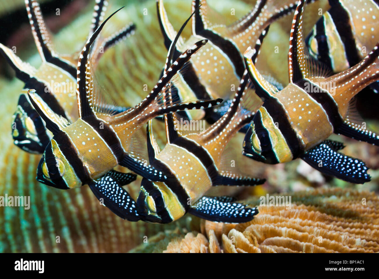 Banggai Cardinalfish, Pterapogon kauderni, Lembeh Strait, Sulawesi ...