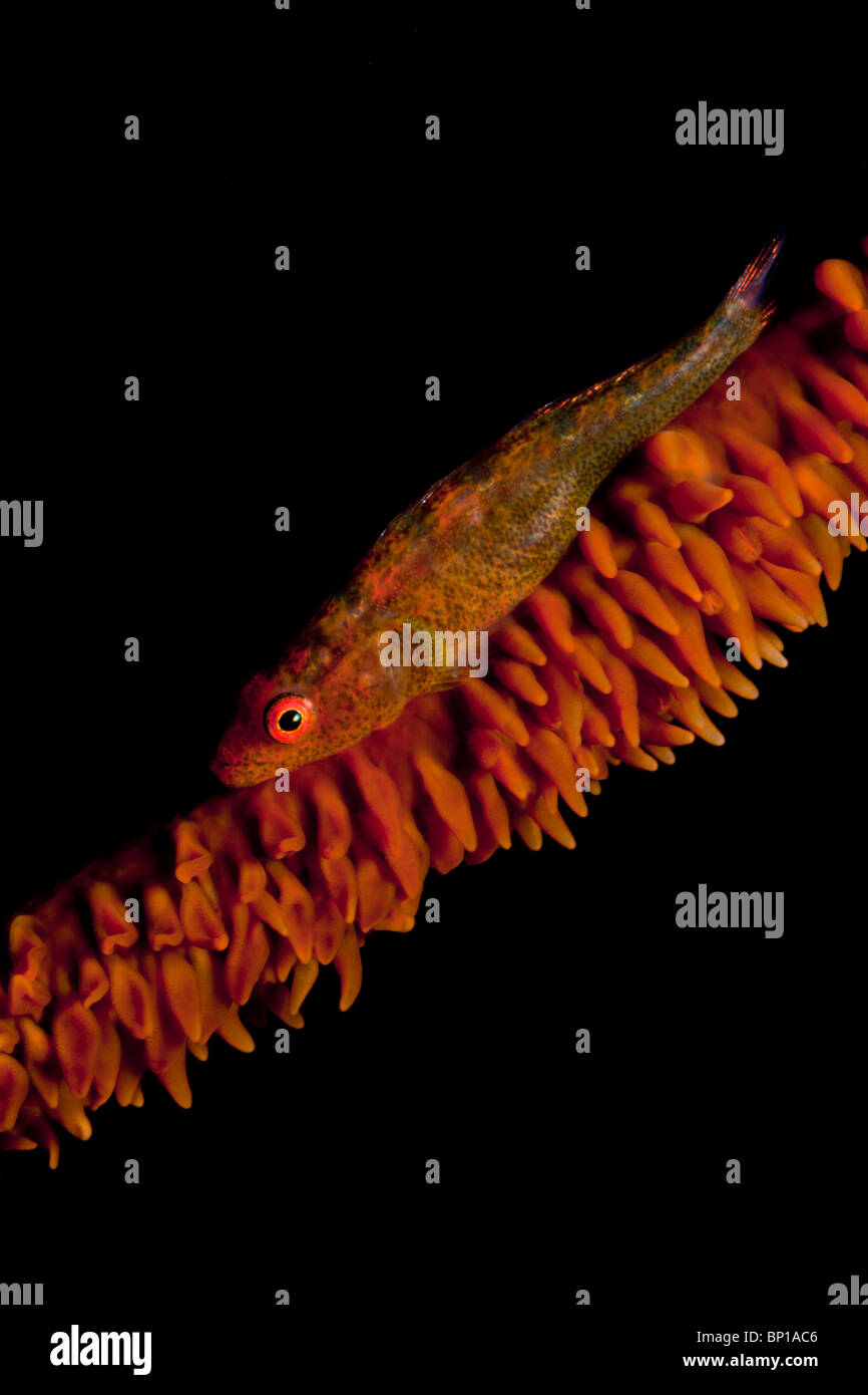 Ghost Goby on Whip Coral, Bryaninops sp., Lembeh Strait, Sulawesi ...