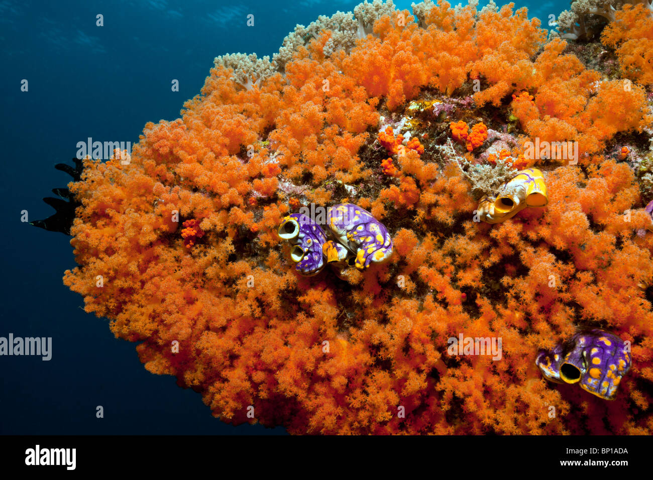 Orange Soft Coral at Coral Reef, Scleronephthya sp., Raja Ampat ...