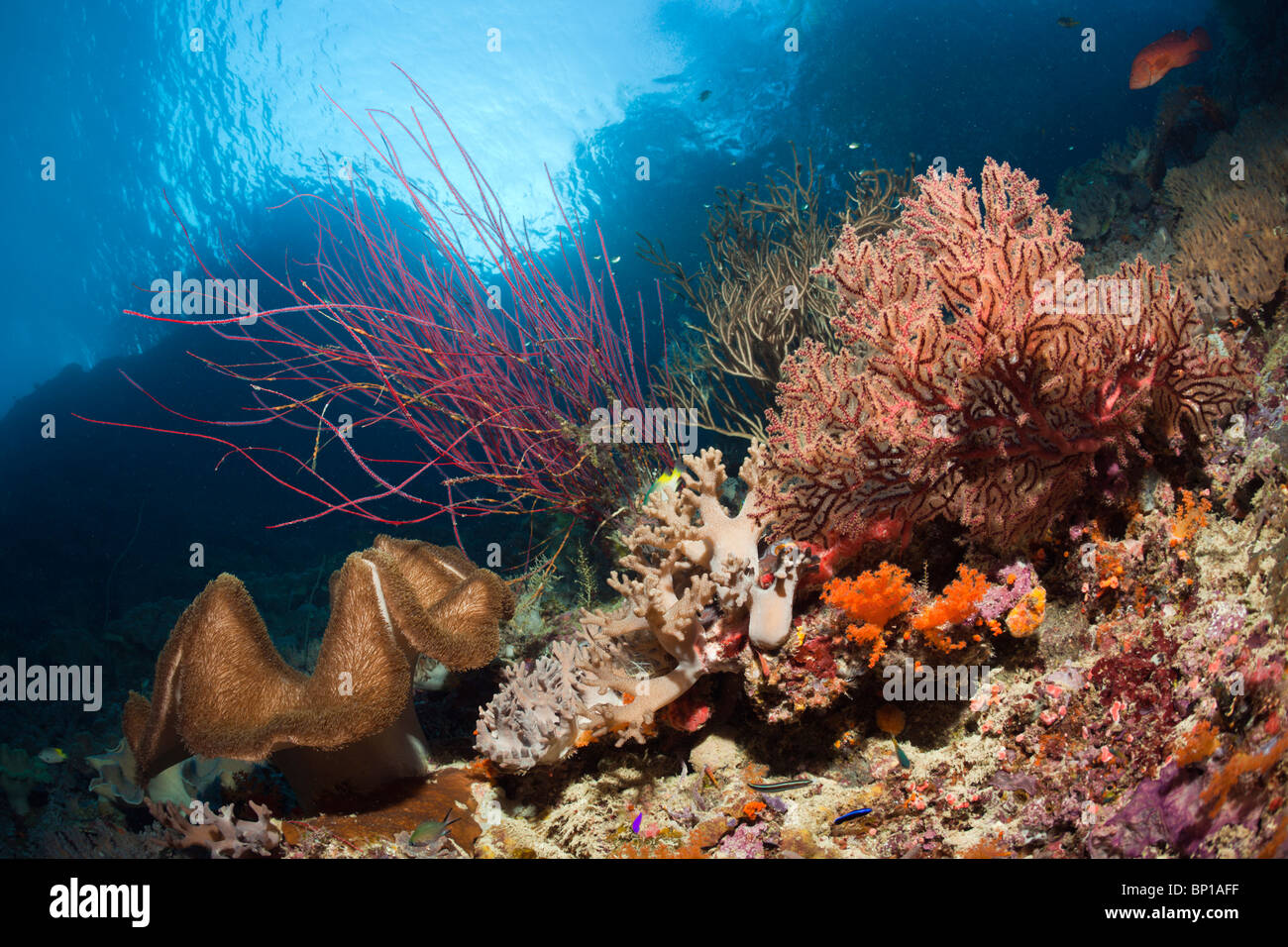 Colorful Coral Reef, Raja Ampat, Indonesia Stock Photo - Alamy